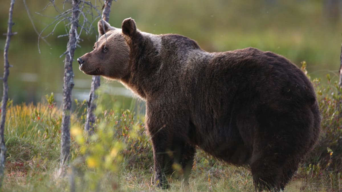 Karhu, kyykäärme ja ilves ovat suomalaisten voimaeläimiä – muinaisilla ...
