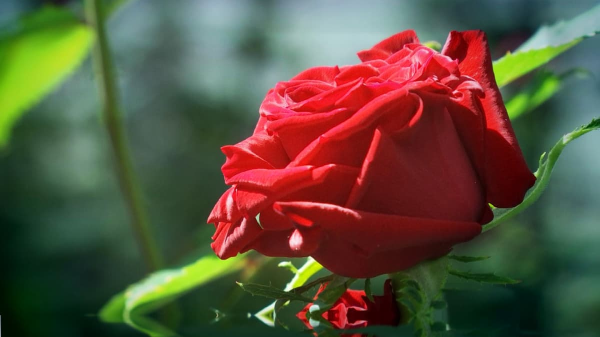 Tutkimus: Keskittyminen voi viedä hajuaistin – edes kahvi ei havahduta ...