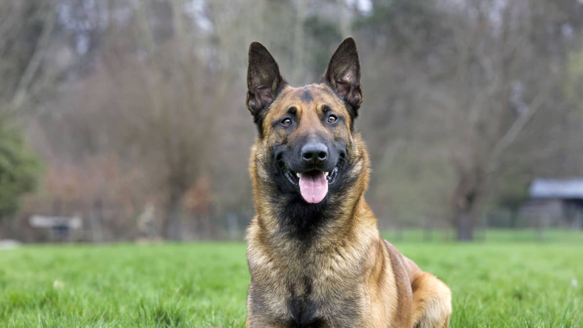 Полицейская овчарка сбежала от инструктора и пропала - причину ...