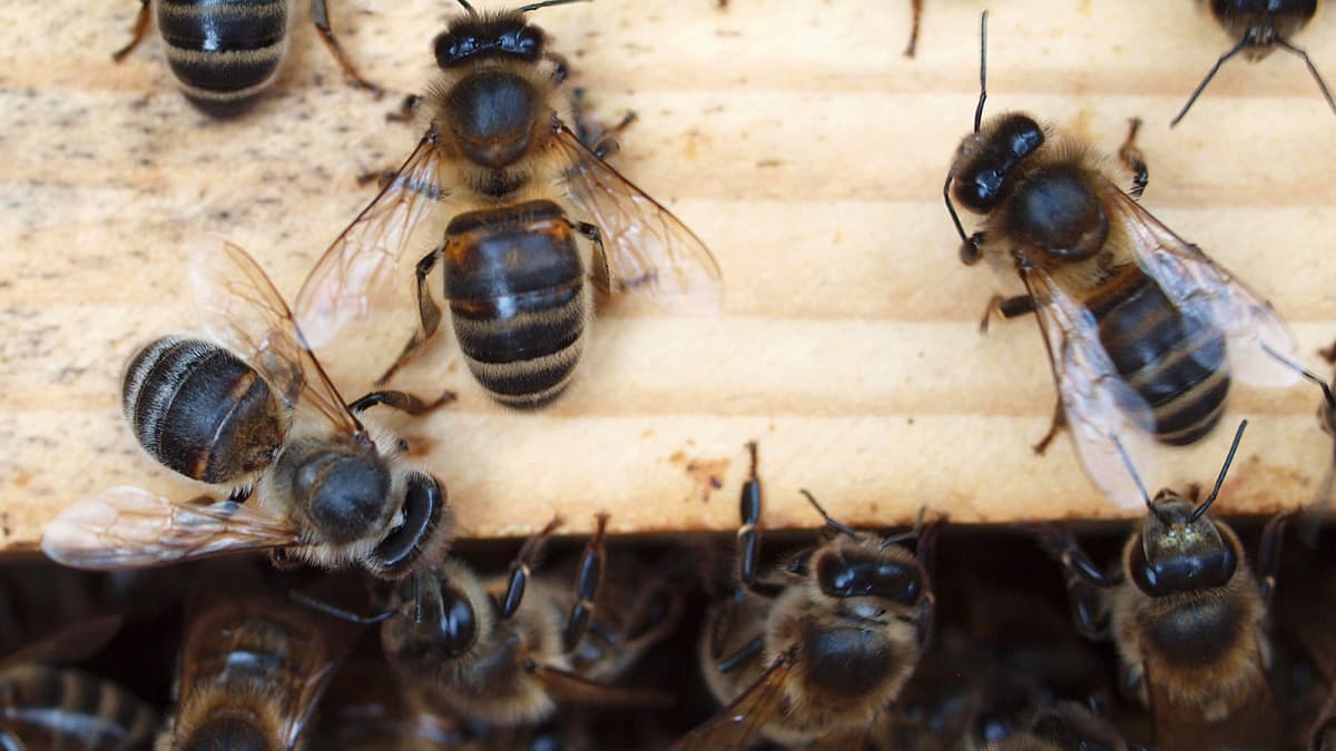 Pohjolan tumma mehiläinen katosi melkein kokonaan – nyt rotu tekee ...