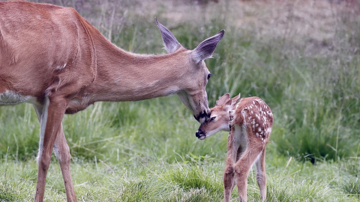 Wildlife Agency urges moderation as grouse hunting season begins | News ...