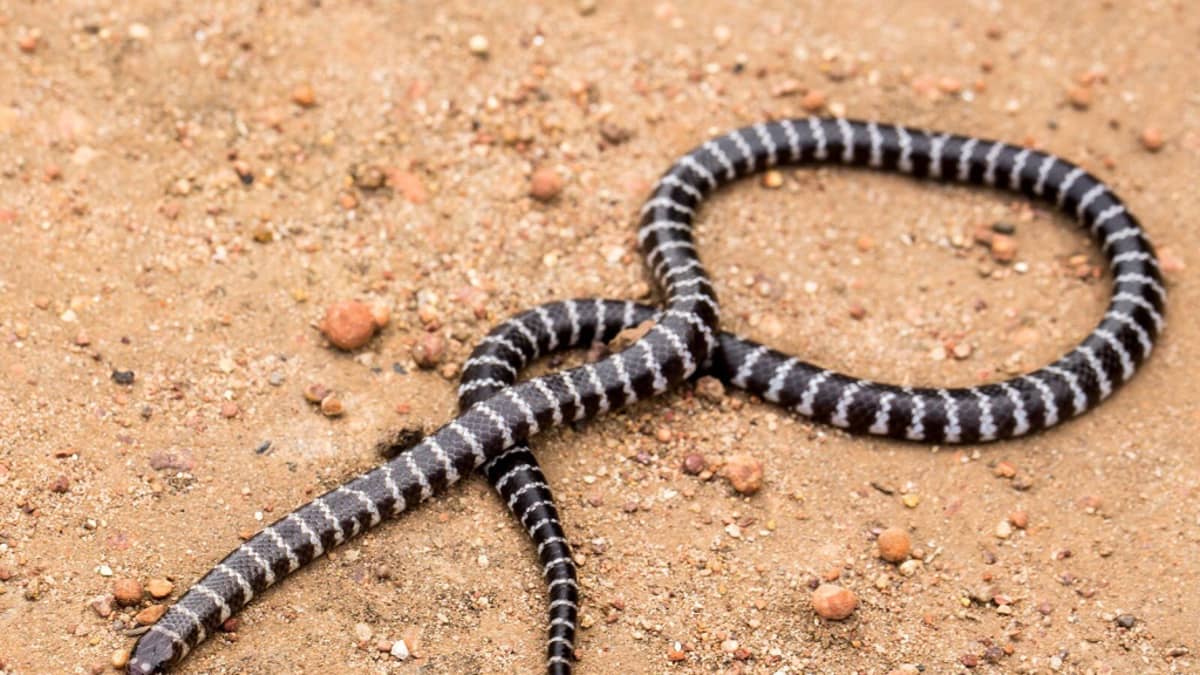 Australiasta löytyi uusi myrkkykäärmelaji – kobran sukulaisen myrkky ...