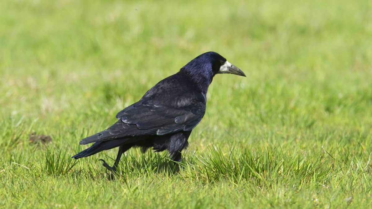 Ranskalainen teemapuisto "palkkasi" mustavariksia siivoustöihin ...