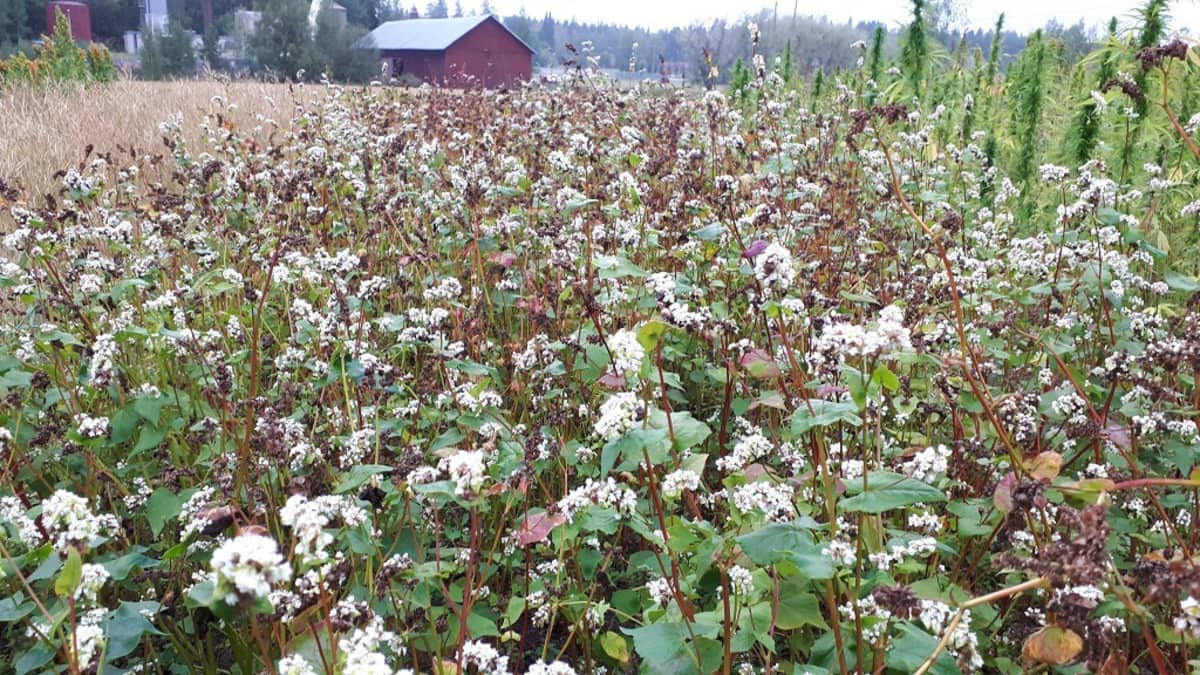 Kvinoa, tattari ja muut erikoiskasvit hyötyivät helteisestä kesästä ...