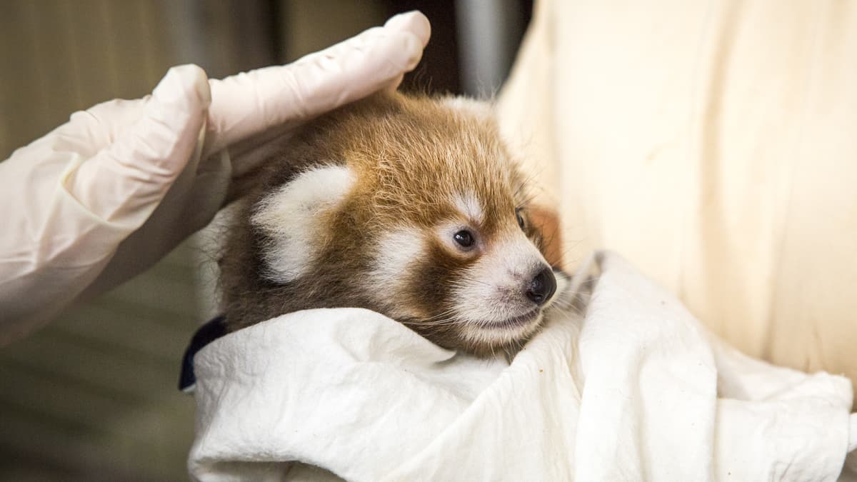 Rare red panda born at Helsinki's Korkeasaari Zoo | News | Yle Uutiset