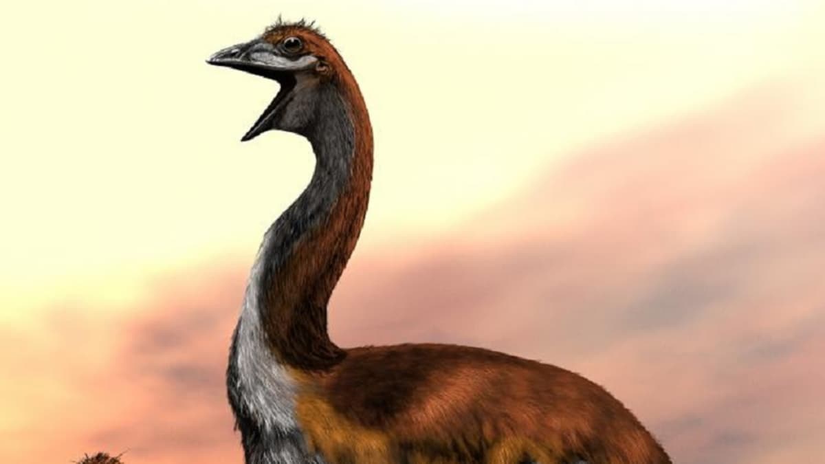 Ei höyhensarjaa: Maailman suurin lintu oli kolmimetrinen ja painoi 800 ...