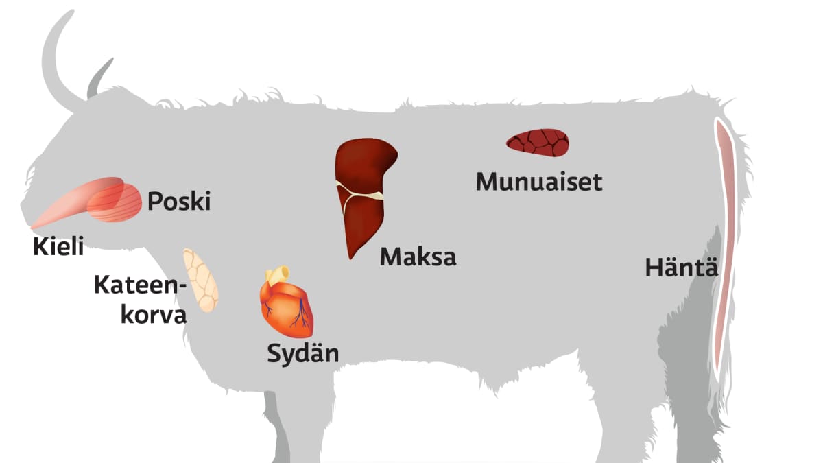 Pelkäätkö sinäkin käyttää näitä naudan sisäelimiä? – asiantuntija ...