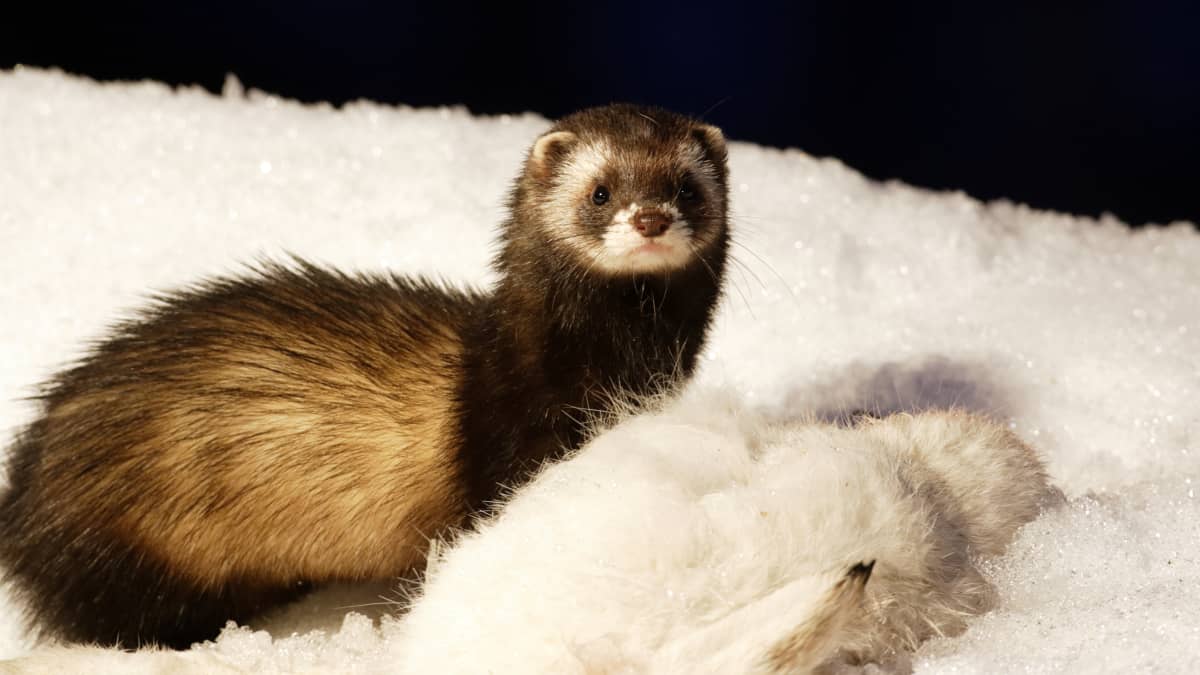 Eläin, jonka kohtaloksi koitui kaatopaikkojen kato – rottia syövä ...