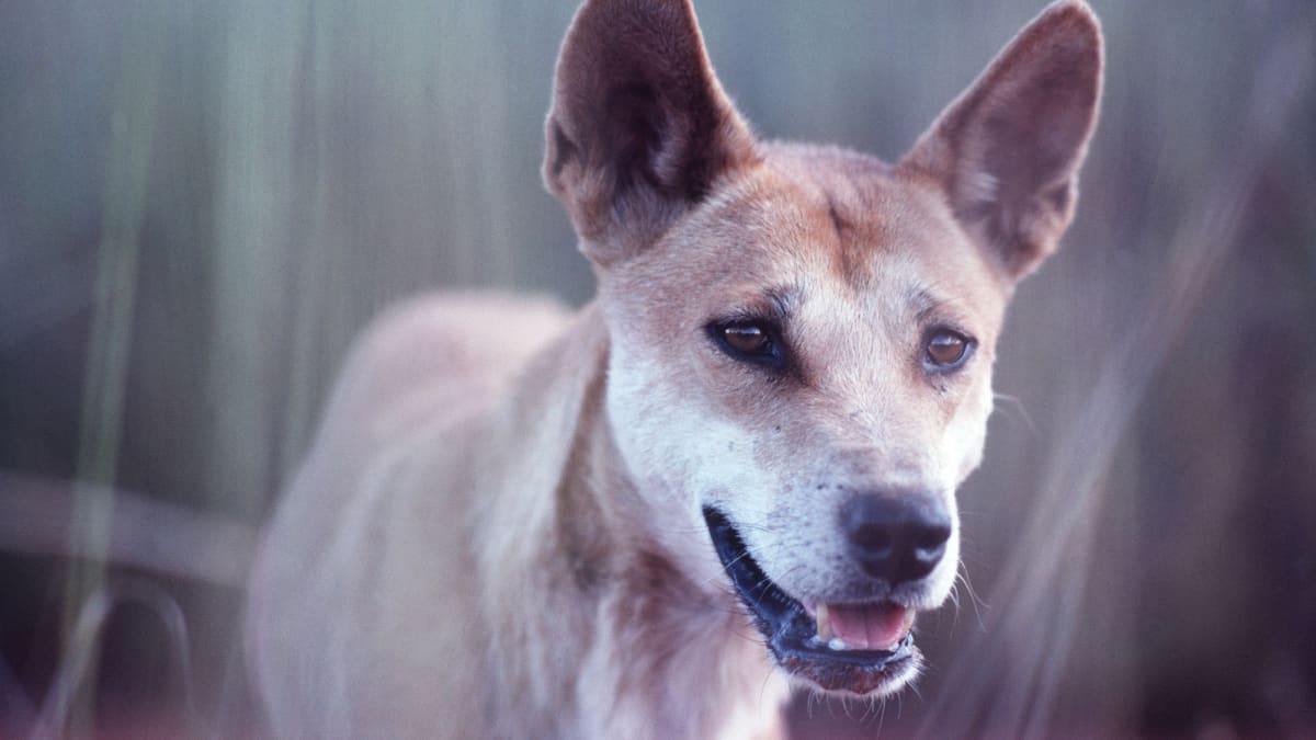 Isä pelasti pikkulapsensa dingon hampaista Australiassa – useita ...