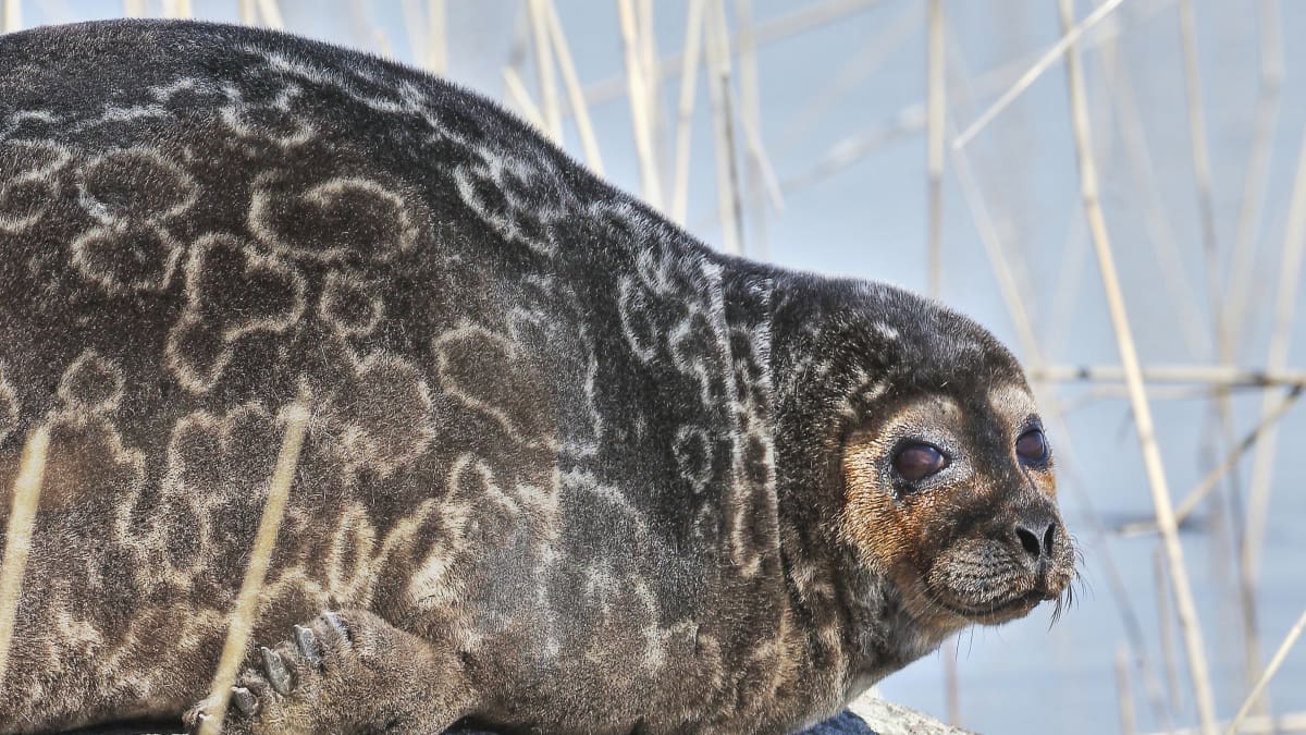 Saimaannorpan kanta kasvaa hitaasti, 4–8 kuuttia kuolee vuosittain – 15 ...