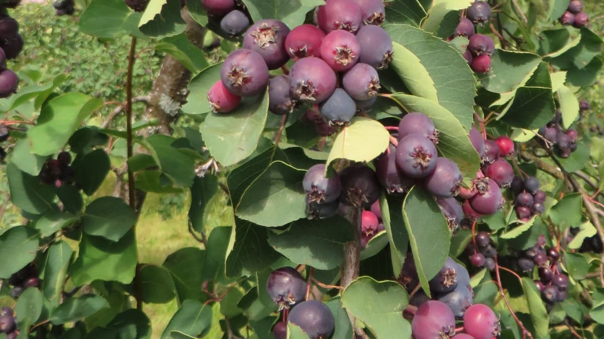 Tunnetko tämän marjan? Terveyspommi saskatoonin kaupallista läpimurtoa ...