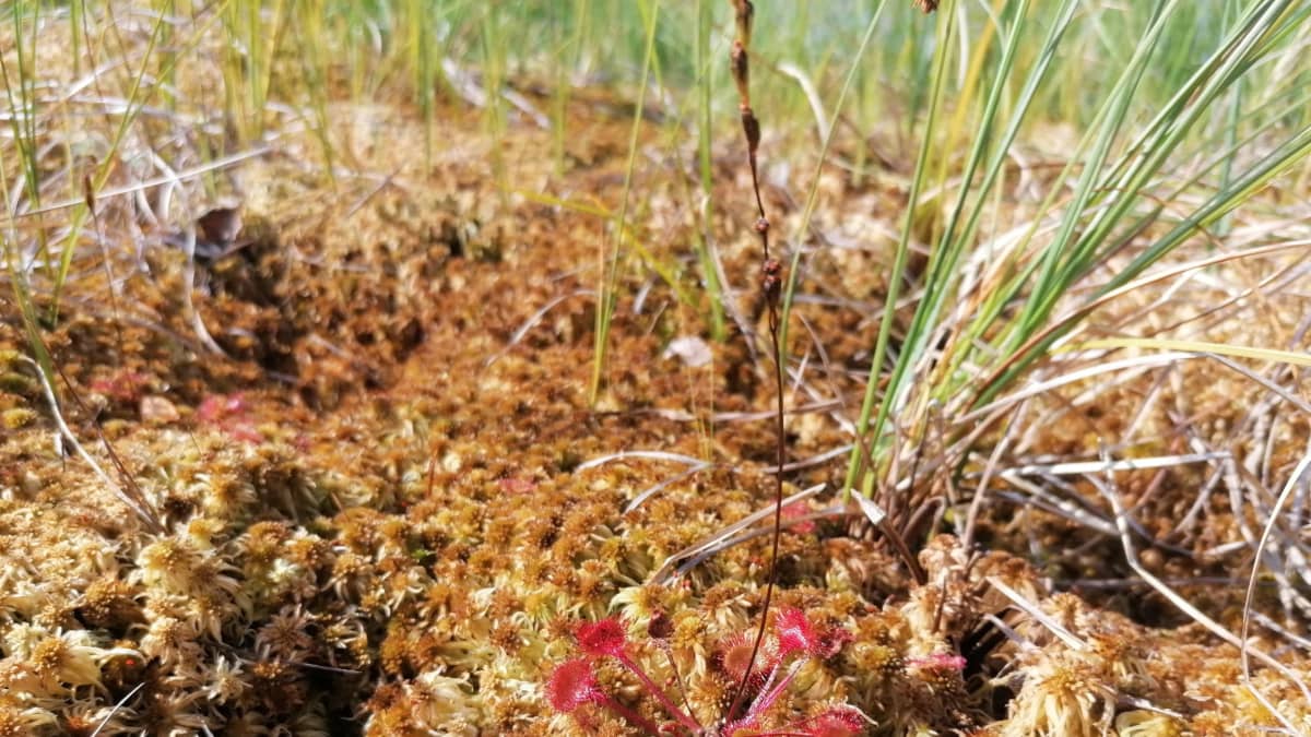 Suokasvi kihokki viedään käsistä lääke- ja kosmetiikkateollisuuden ...