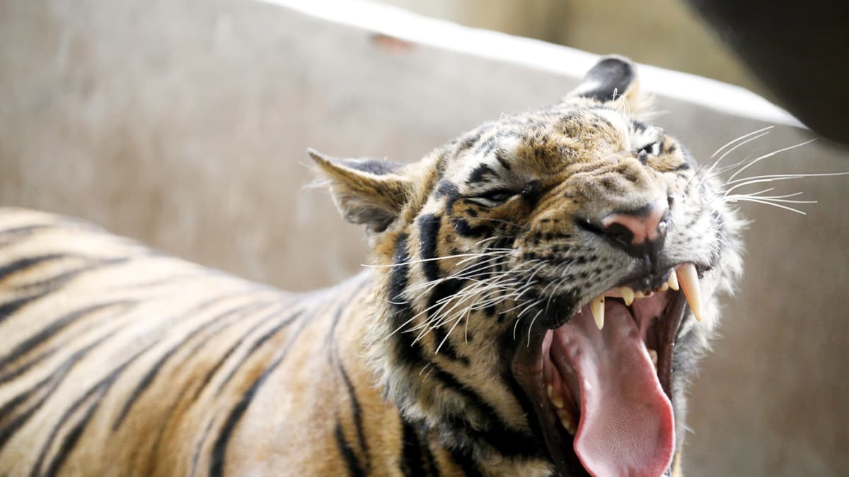 Korkeasaaren tiikerikolmoset ovat ryhtyneet tutustumaan maailmaan ...