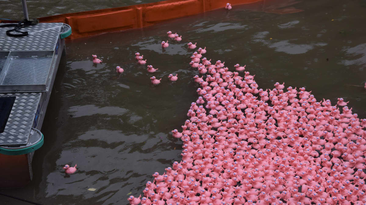 2 000 pinkkiä posankkaa kisasi Aurajoessa puhtaiden vesien puolesta ...