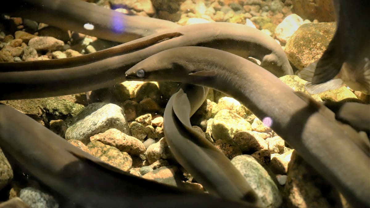 Ankeriaalle voi tulla kova kilohinta, jos sitä erehtyy kalastamaan ...