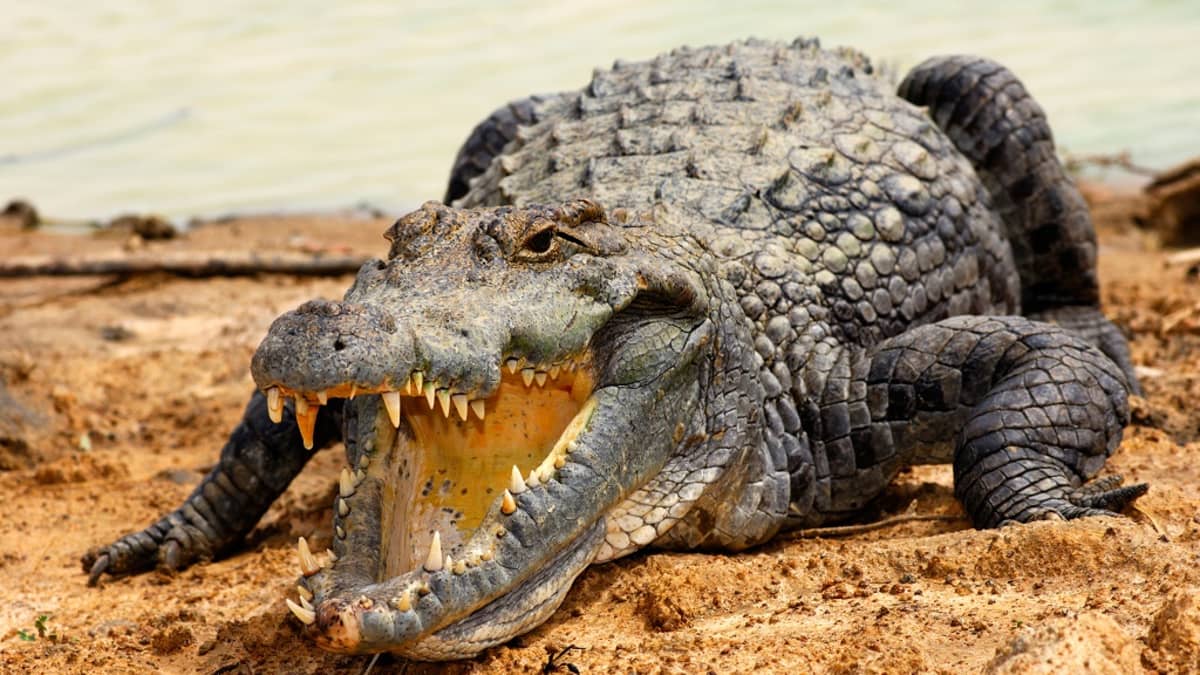 Täydellisiä jo 200 miljoonaa vuotta? Krokotiilien evoluutio on ollut ...