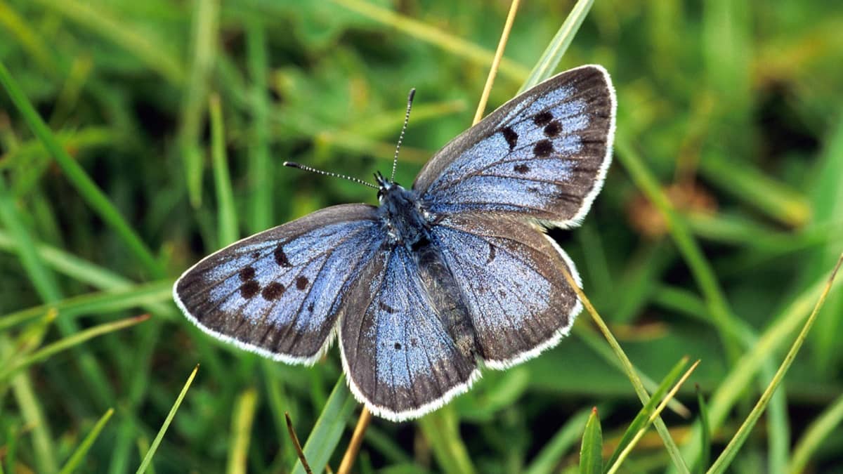 Ensimmäiset perhoset lentelevät jo – tavallisen pihan puu tai kivi voi ...