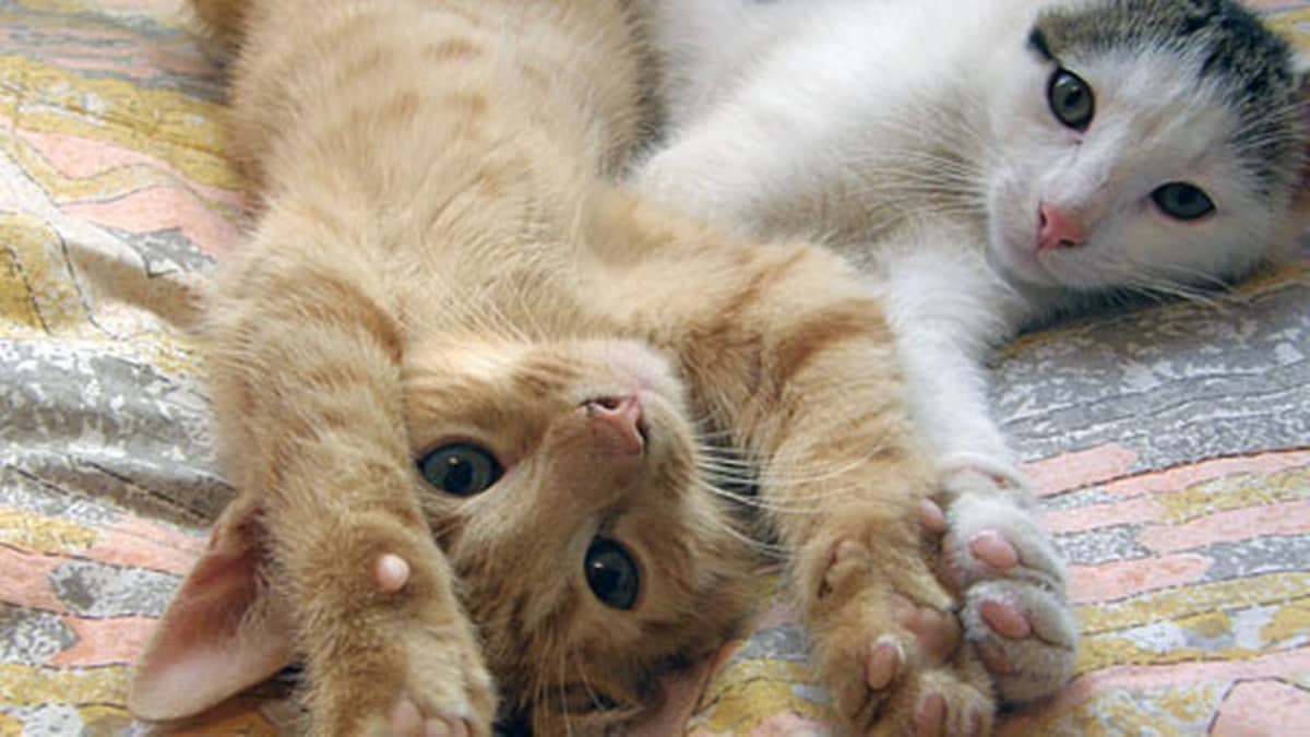 Eläimille uusi koti netin avulla | Yle Uutiset