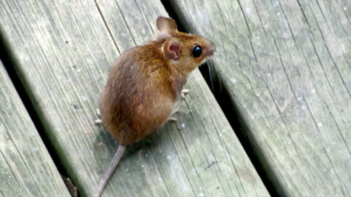 Hiiri etsii rakennuksista talvisuojaa – syö siinä sivussa vaikka ...