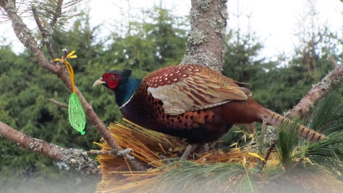 Fasaani tarjoaa haasteen metsästäjille | Yle Uutiset