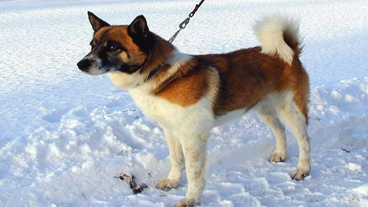 Pohjanpystykorvat koolla Kainuussa | Yle Uutiset