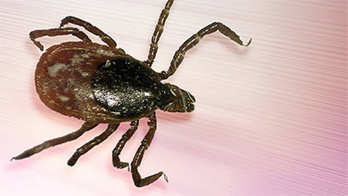 Pelkäätkö punkin puremaa turhaan? Käytännössä kaikki paranevat, sanoo ...