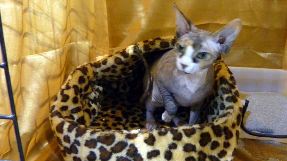 Karvaton kissa on rotukissanäyttelyiden erikoisuus | Yle Uutiset