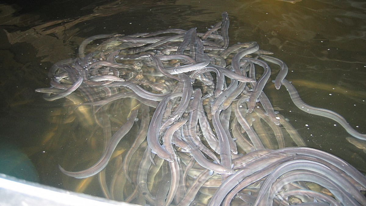 Ankerias ei tarvitse vettä vaeltaakseen | Yle Uutiset