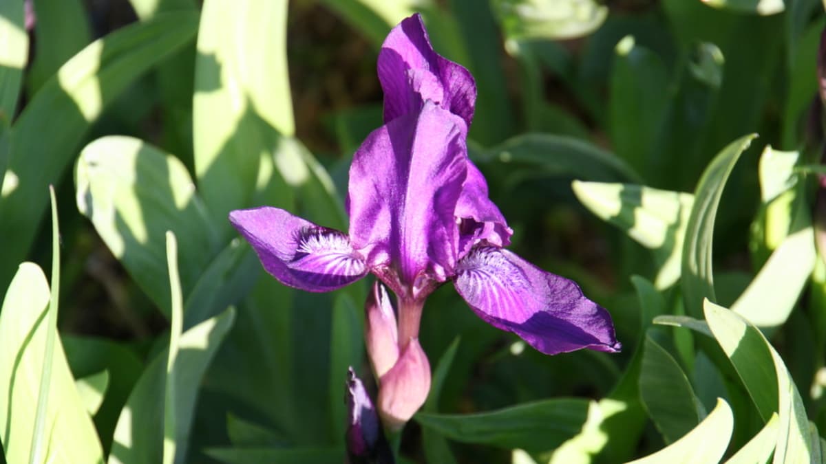 Kevätkuvat | Yle Uutiset