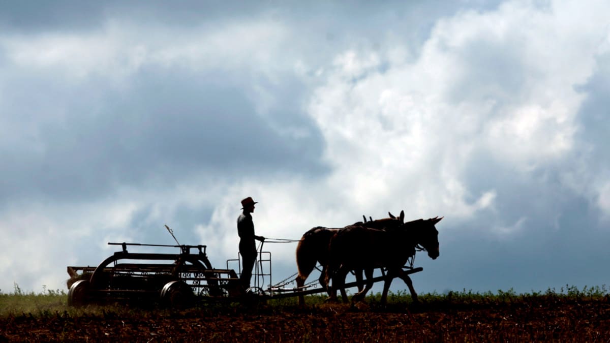 Amissit muuttavat joukolla New Yorkiin | Yle Uutiset
