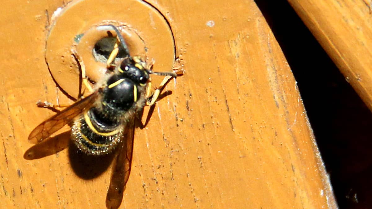 Ampiaisen pisto on kahdelle sadasta hengenvaarallinen – tunnista nopeaa ...