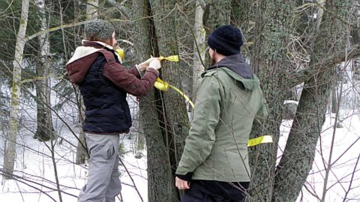 Raita on vuoden puu | Yle Uutiset