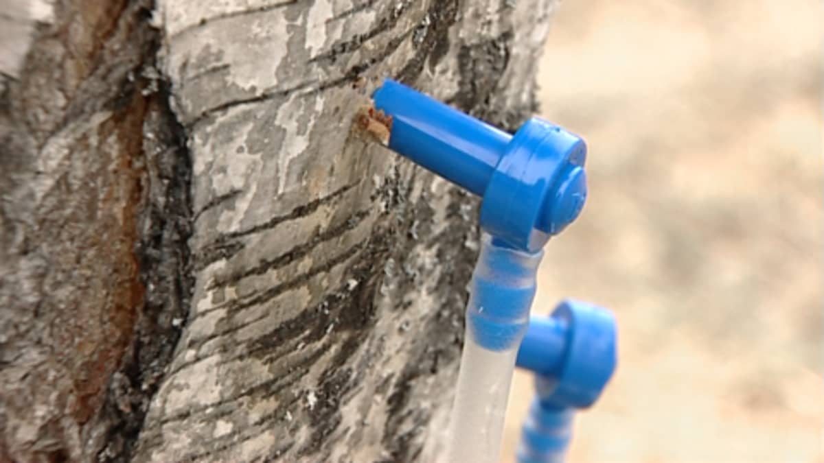 Koivun mahla auttaa moneen vaivaan | Yle Uutiset