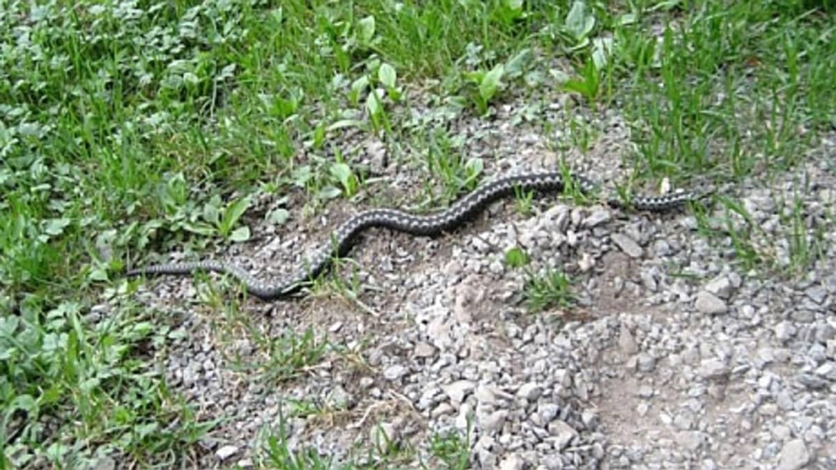 Kyy luikertaa kesäparatiisiin | Yle Uutiset