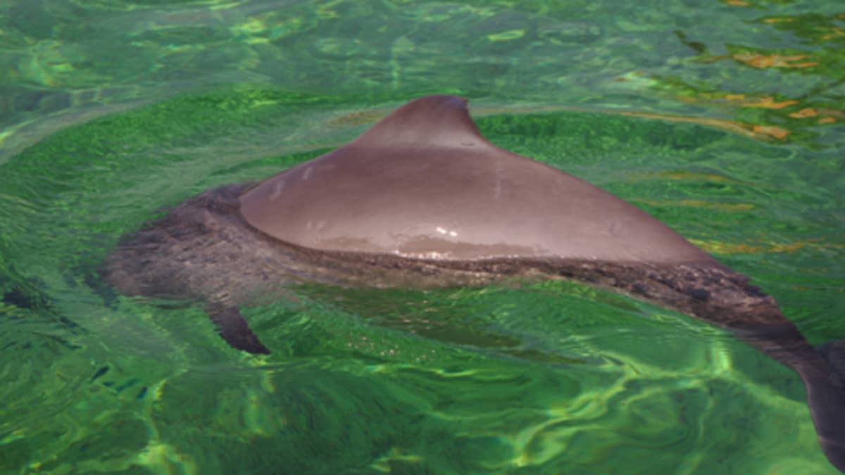 Pyöriäisiä aletaan kuunnella - Itämereen satoja antureita | Yle Uutiset