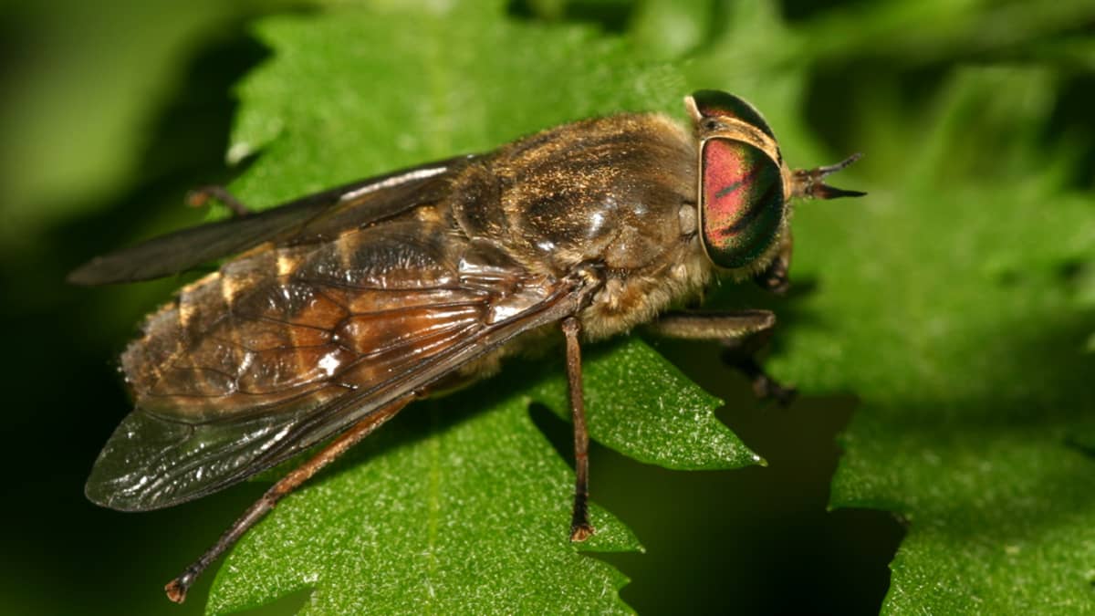 Paarman paraatiaika koitti nyt | Yle Uutiset