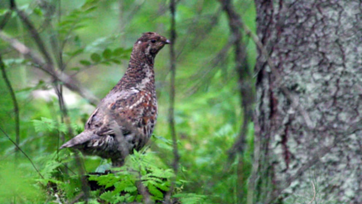 Sehän on selvä pyy | Yle Uutiset