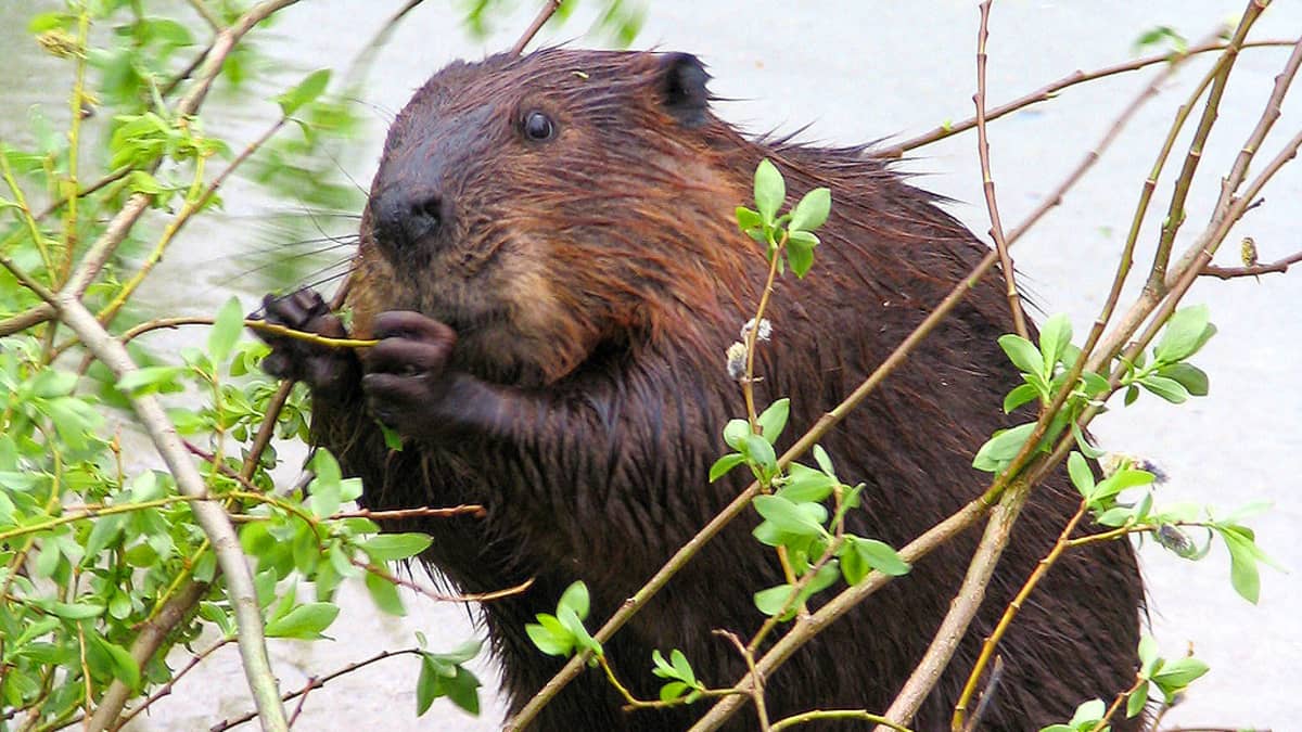 Metsästäjät kyllästyivät majavan väijymiseen – "Kahvin kanssa ei ...