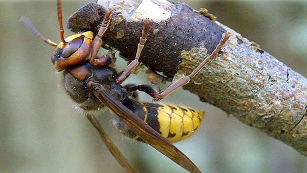 Terassin tärinä saa ampiaisen hermostumaan | Yle Uutiset