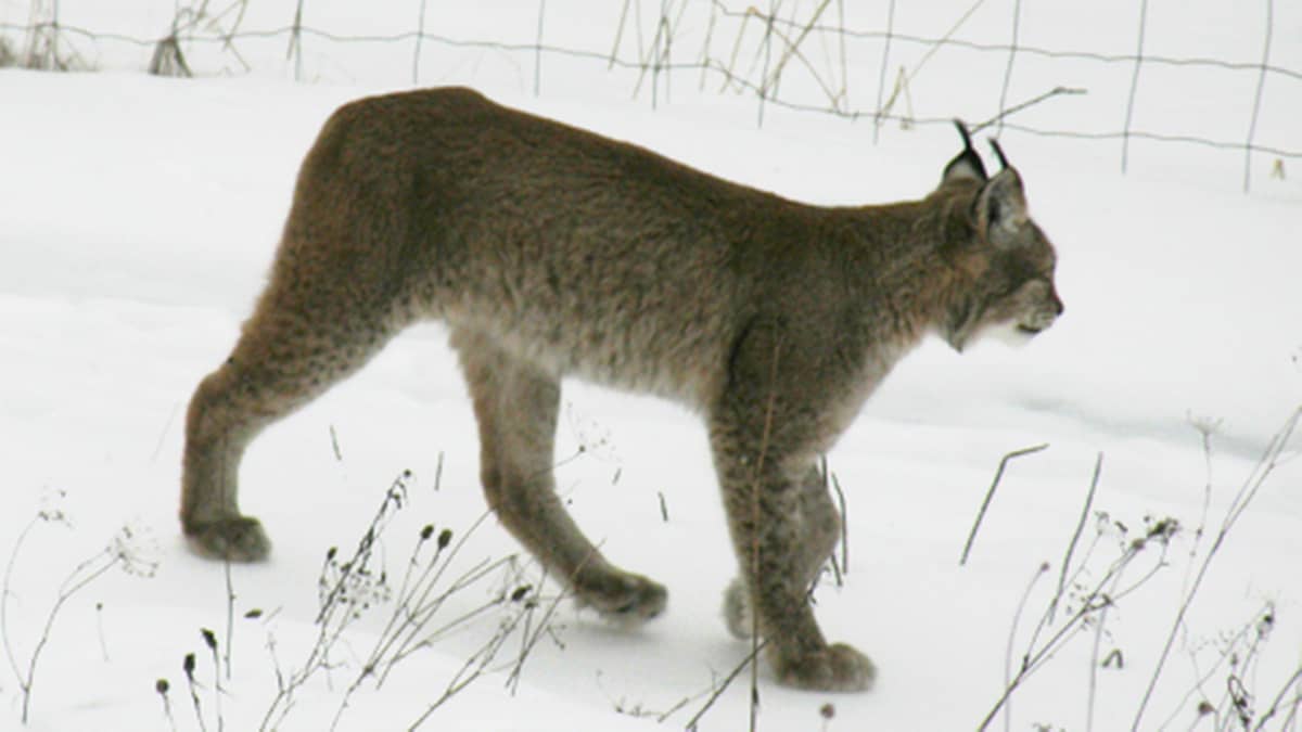 Ilveksenmetsästys käynnistynyt vaisusti | Yle Uutiset