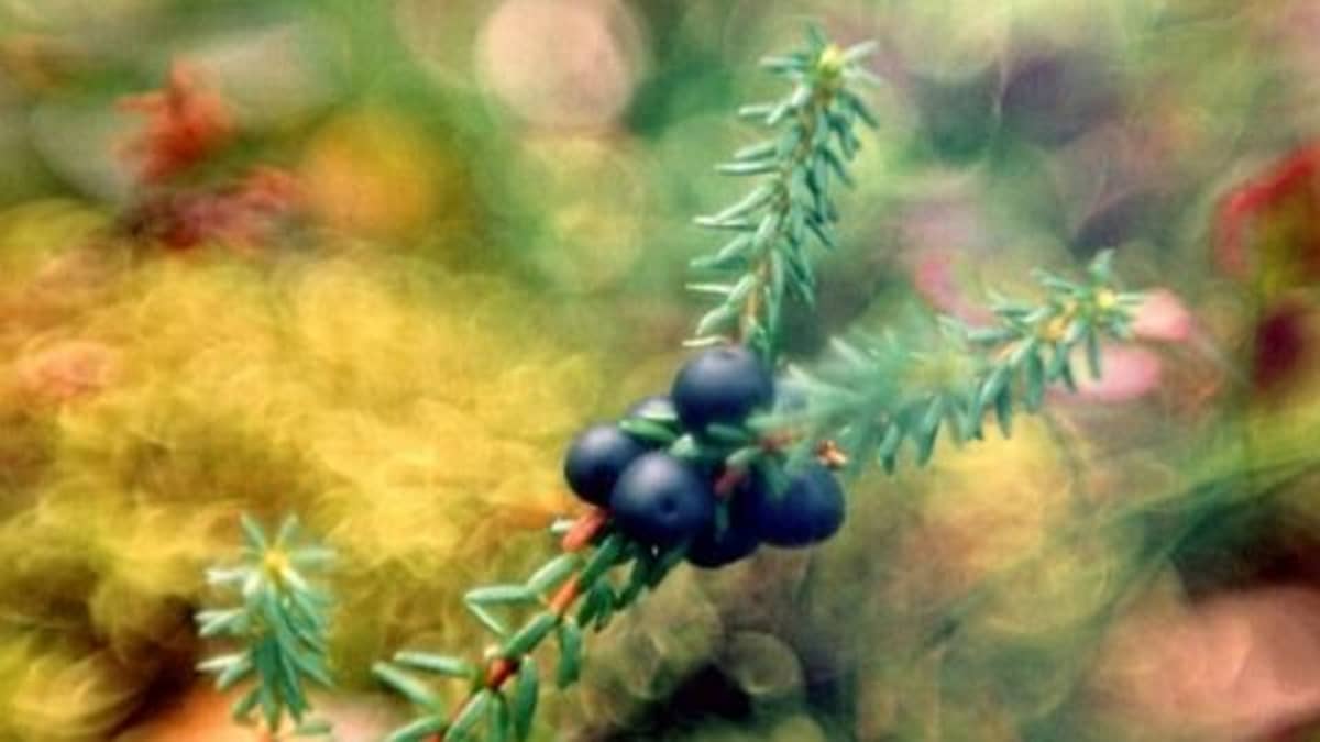 Variksenmarja on todellinen terveyspommi | Yle Uutiset