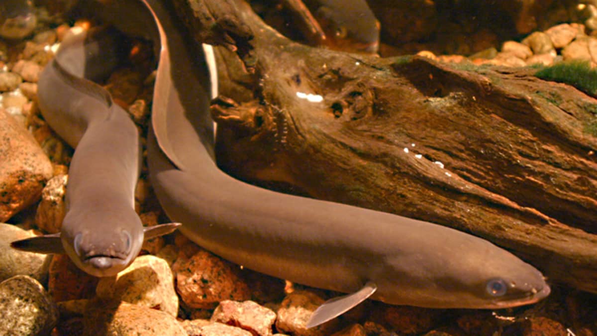 Kymenlaakson vesiin luikertelee 150 000 ankeriasta | Yle Uutiset