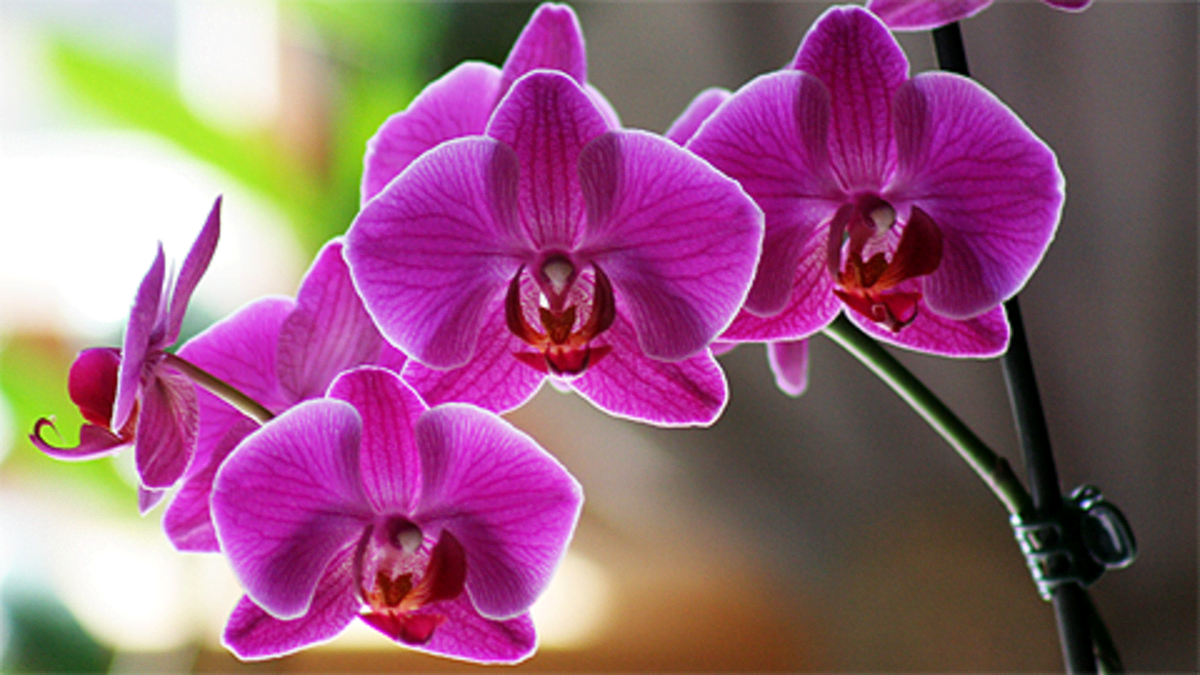 Laittoman orkidea-kaupan arvo miljardeja | Yle Uutiset