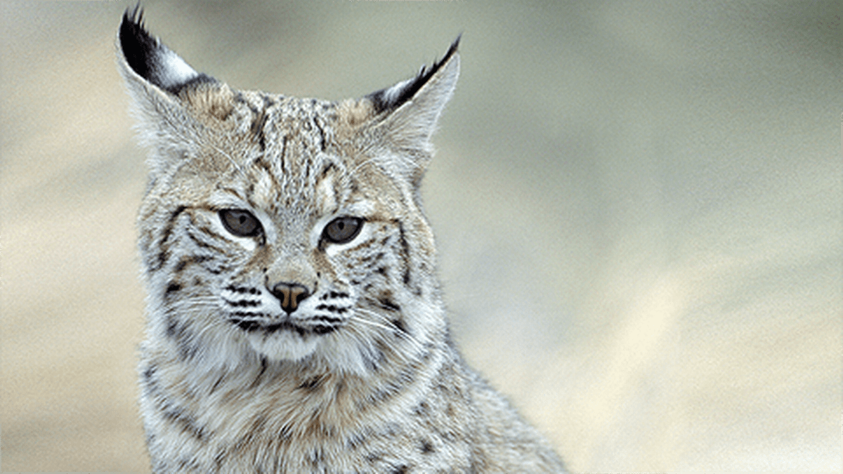 Ilves - Vampyyri vai ei? | Yle Uutiset