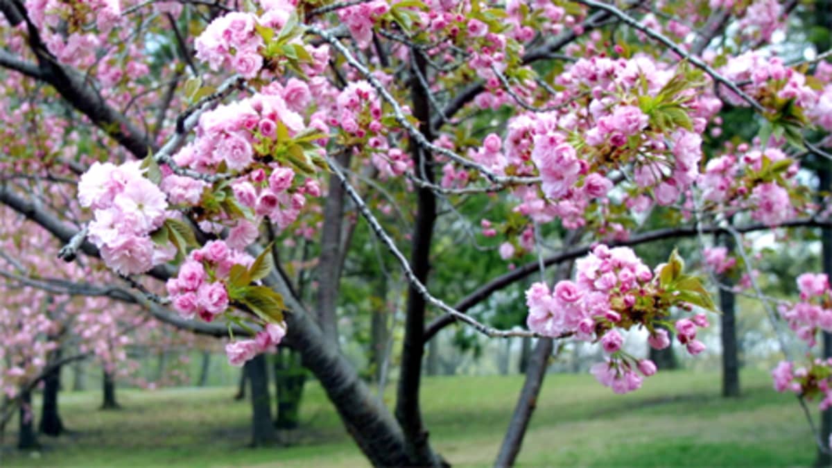 Kirsikkapuiden istutus Aurajoen rantaan alkaa | Yle Uutiset