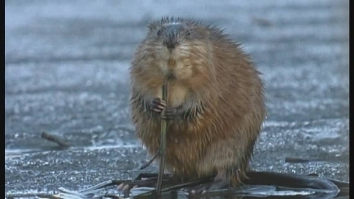 Minne katosi piisami? | Yle Uutiset