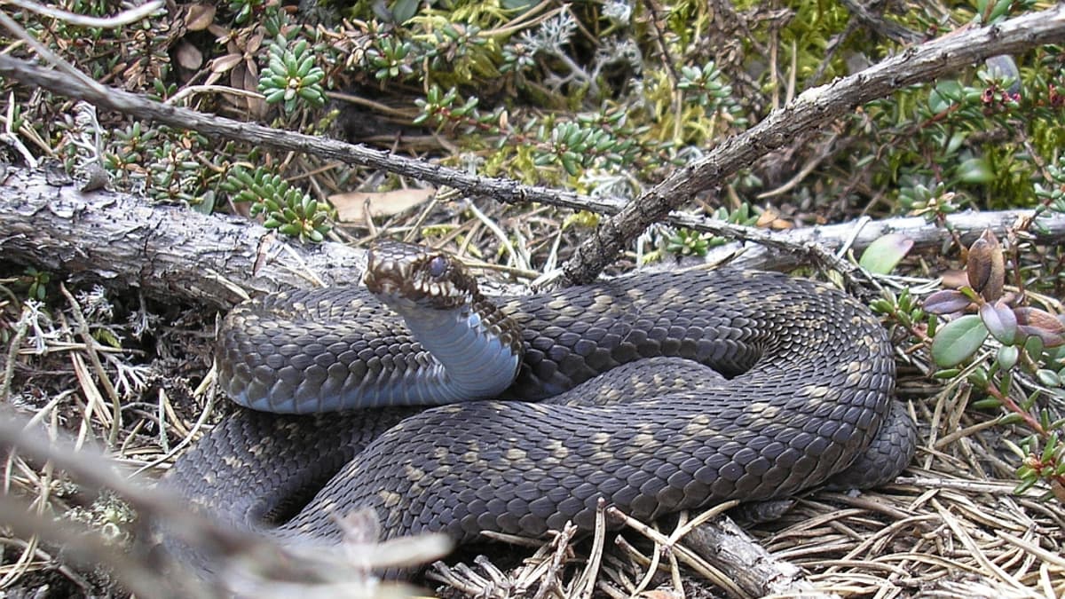 Kyyt syntyvät myrkyllisinä | Yle Uutiset