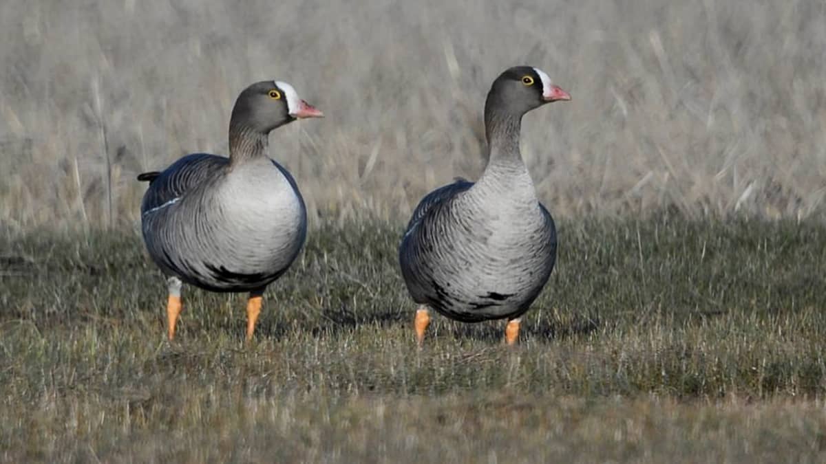 Peippoja pesii Suomessa miljoonia, kiljuhanhi kokee jopa yksinäisyyttä ...