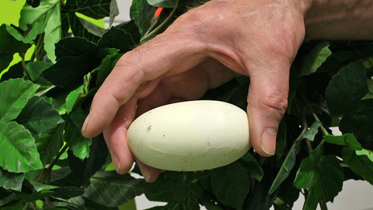 Harvinainen varaani munii Helsingissä | Yle Uutiset