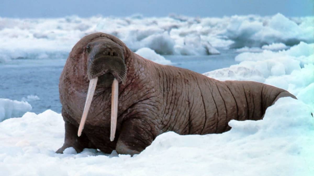 Mursu hyökkäsi veneen kimppuun | Yle Uutiset